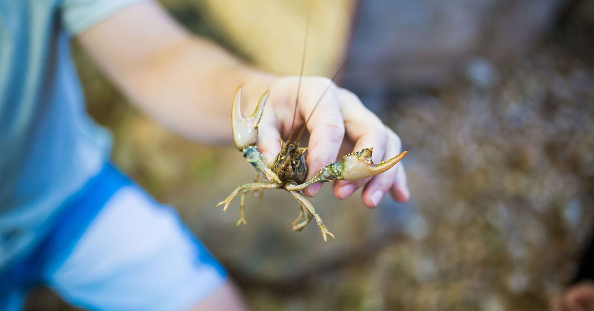 Crawdad Catching in Veyo | Crawdad Canyon